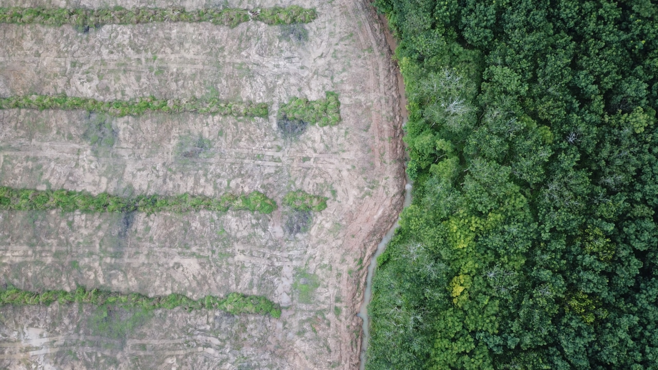 The Economic Impact of Deforestation | Global Advisers